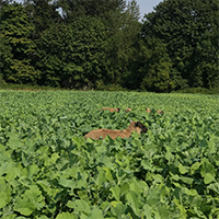 Product Showcase: Bio Till Cover Crops – Bayou Kale