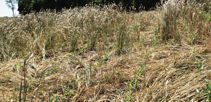 Applying Manure with a Dragline Helps No-Tillers with Cover Crop ...