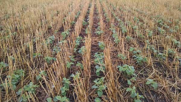 Double Cropping Options After Wheat