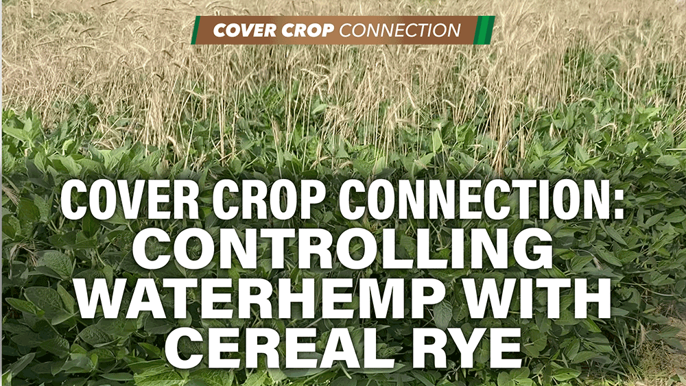 Cover Crop Connection: Controlling Waterhemp with Cereal Rye