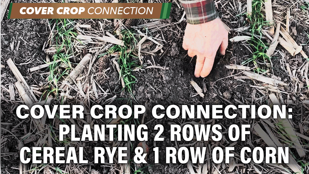 Planting 2 Rows of Cereal Rye & 1 Row of Corn