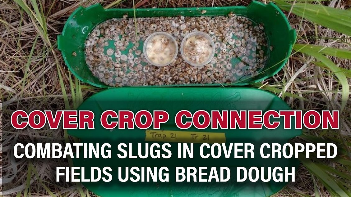 Combating Slugs in Cover Cropped Fields Using Bread Dough
