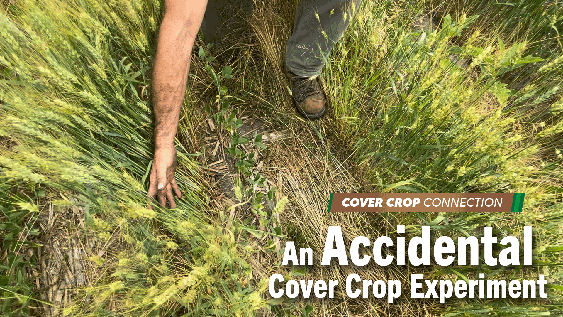 An Accidental Cover Crop Experiment