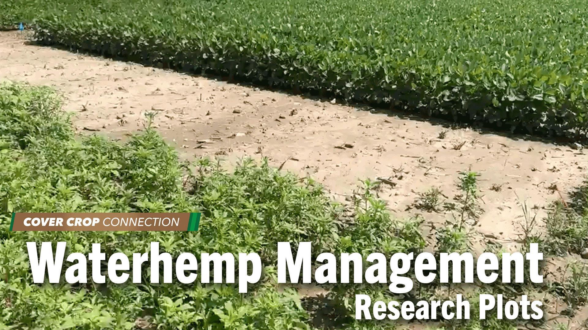 Waterhemp Management Research Plots