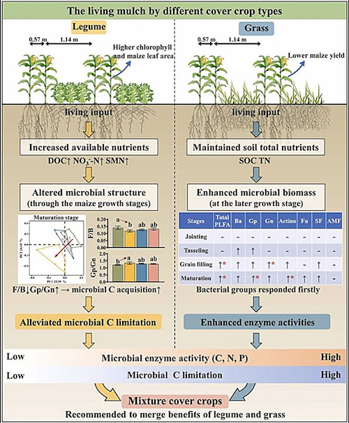 Cover Crops as Living Mulch Boost Soil Health and Nutrient Cycling ...