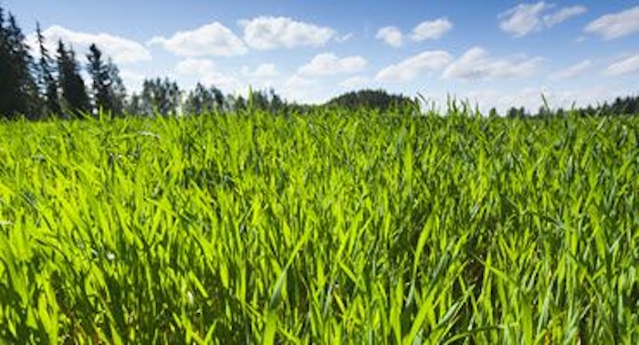 USDA Seeking Partners for Cropland Cover for Soil Health and Wildlife ...