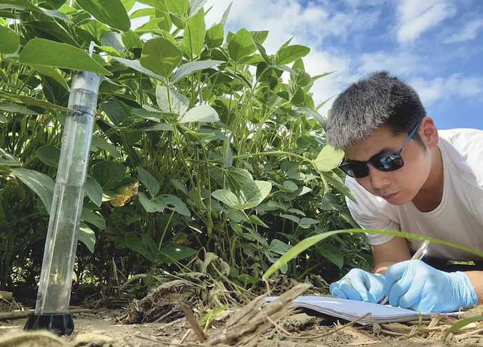 Global Meta-Analysis Quantifies Benefits of Cover Crop Use