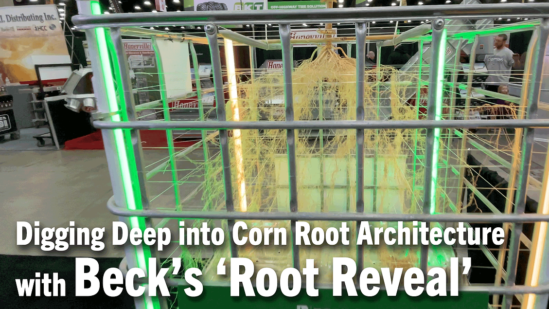 [Video] Digging Deep into Corn Root Architecture with Beck’s ‘Root Reveal’