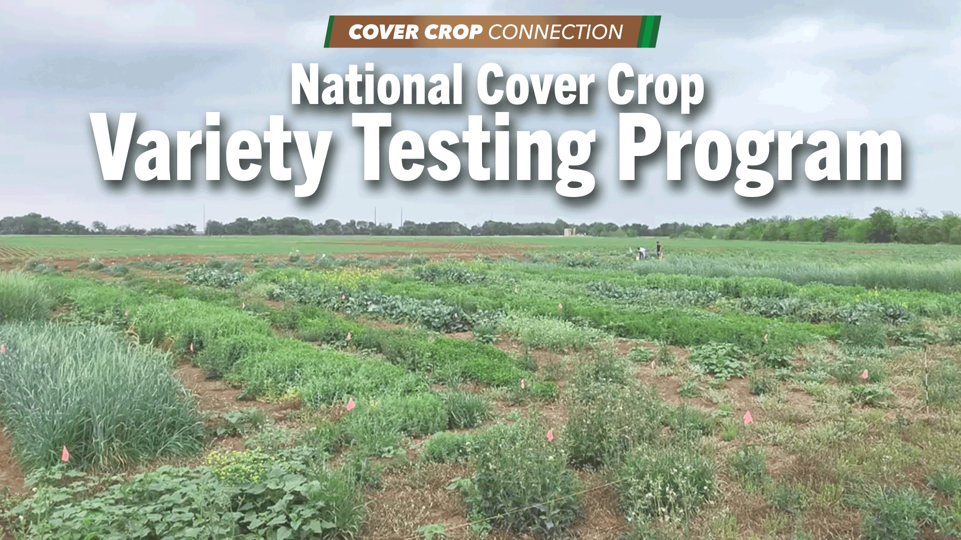 National Cover Crop Variety Testing Program