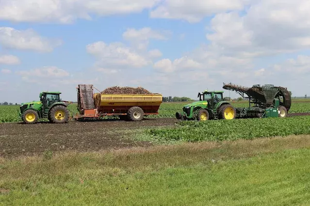 Cover Crop Options for Pre-pile Sugar Beet Acres