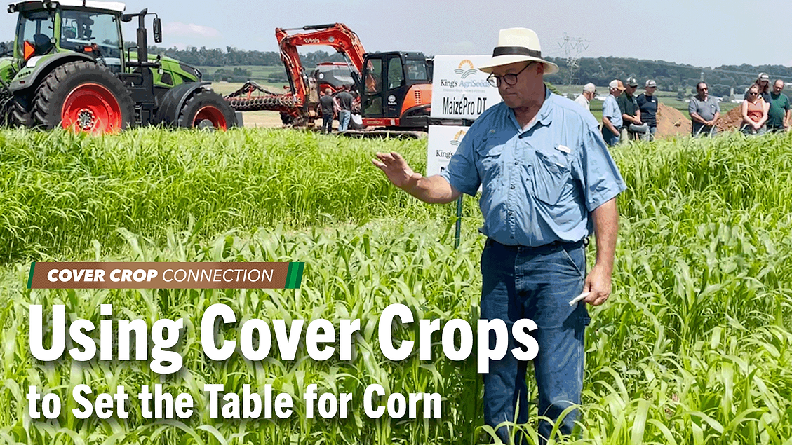 Using Cover Crops to Set the Table for Corn