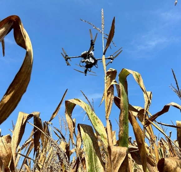 Michigan Farmers Share Lessons on Interseeding Cover Crops in Corn ...