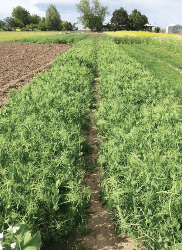 Cover Crop Trials Explore Weed Suppression & Crop Emergence