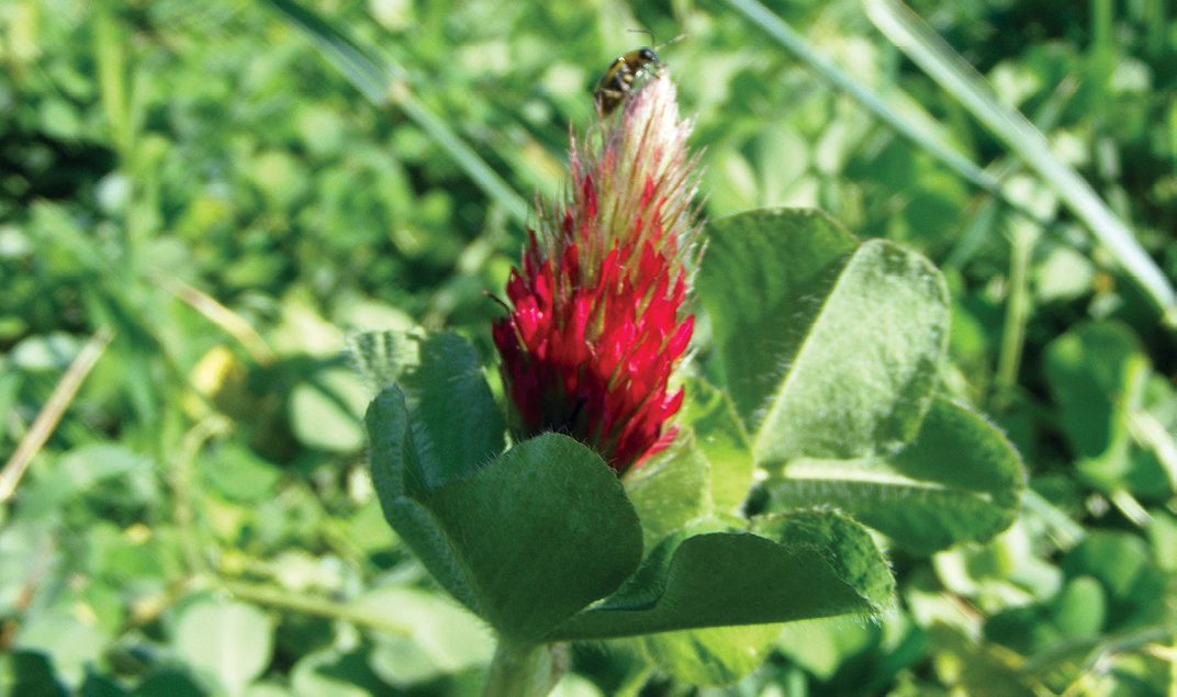 Clover Covers Offer More Than Just Nitrogen | Cover Crop Strategies