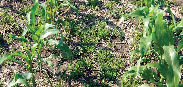 Diversity Above, Below Ground Feeds The Soil And Crop