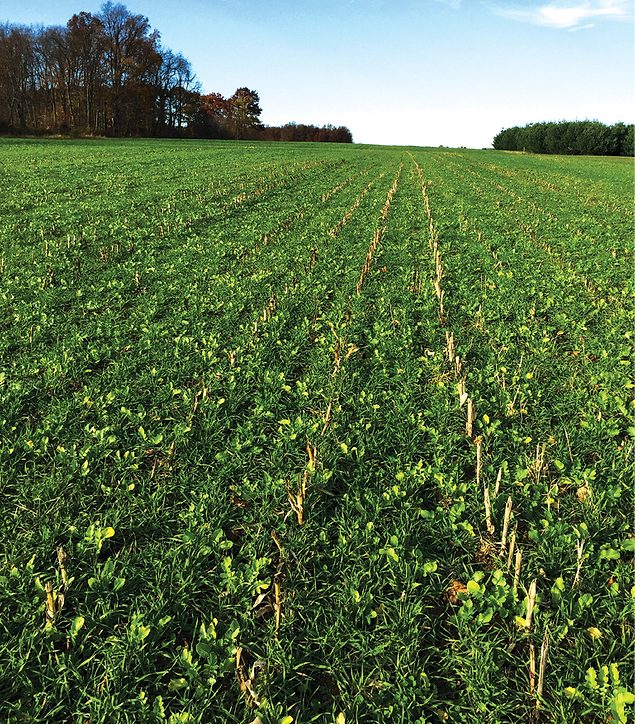 Seeding Rates for Broadcasting Cover Crops into Late-Season Corn, Soybeans