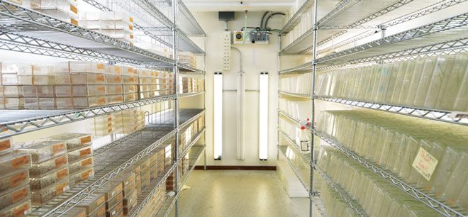 Seed Labs a Critical Link in Ensuring Cover Crop Quality