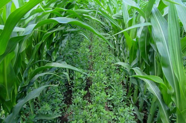 Interseeding Alfalfa as a Cover Crop | 2019-10-18