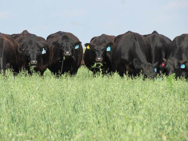 Mississippi State Scientists Study Cattle Grazing Cover Crops