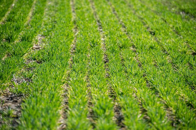 NRCS Updates Cover Crop Termination Guidelines | No-Till Farmer
