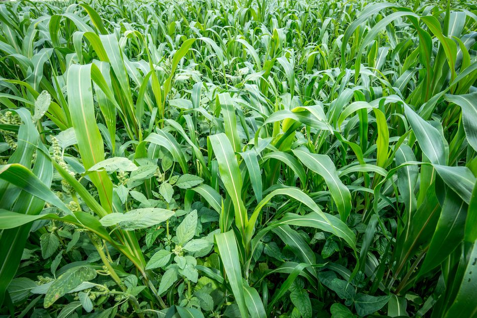 Fungi on Cover Crop Roots Offsets Corn Yield Losses on Fallow Fields