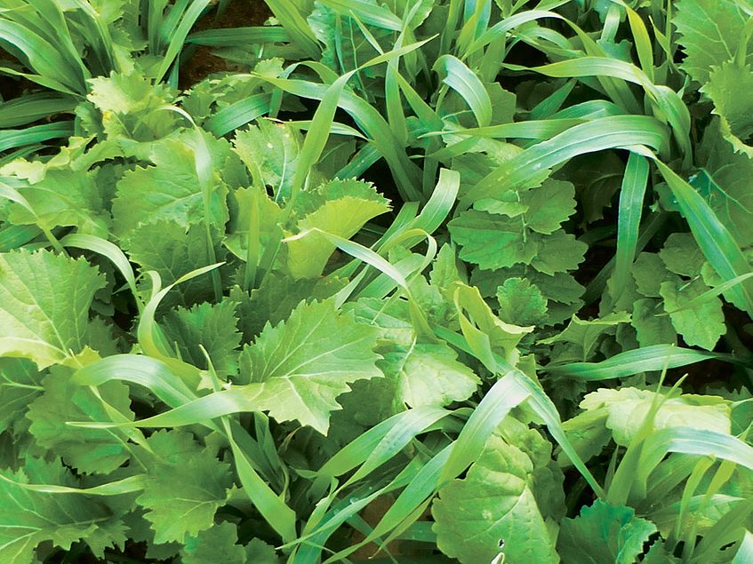 5 Tips & Strategies for Managing Cover Crops in Spring