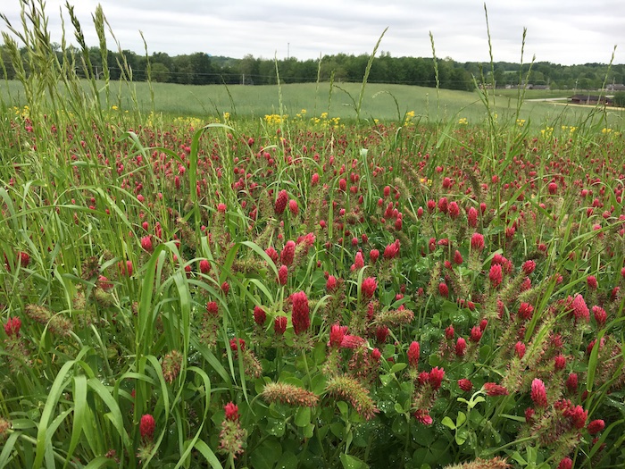 Top 10 Things to Know About Cover Crops