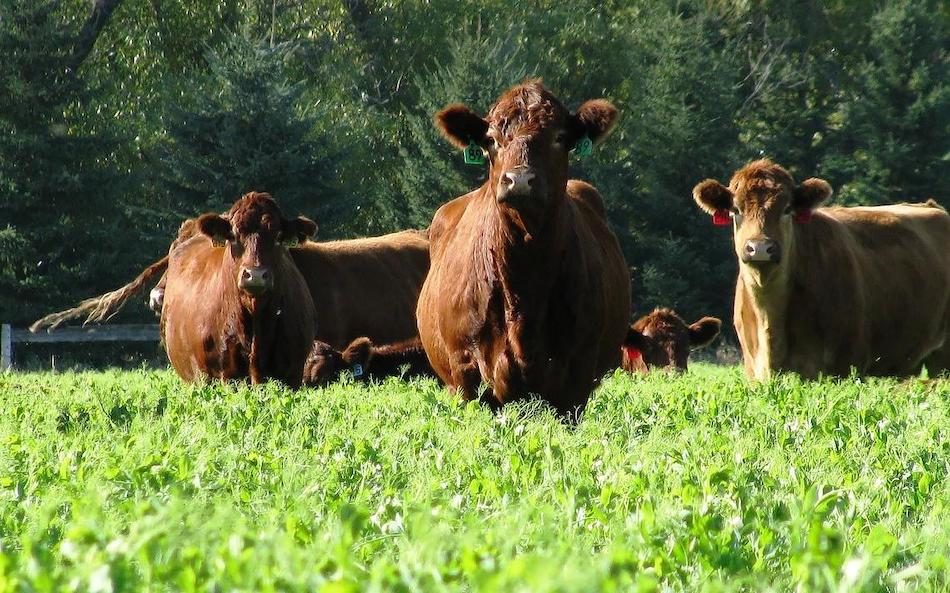 3 Benefits of Grazing Cover Crops | 2020-01-23