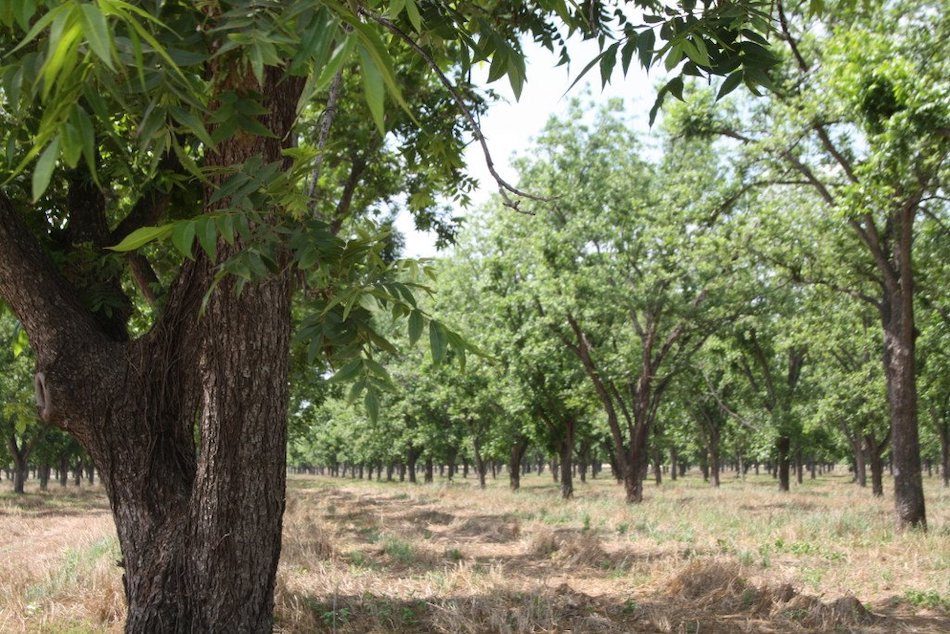 Cover Crops Attracting Beneficial Bugs to Pecan Orchard