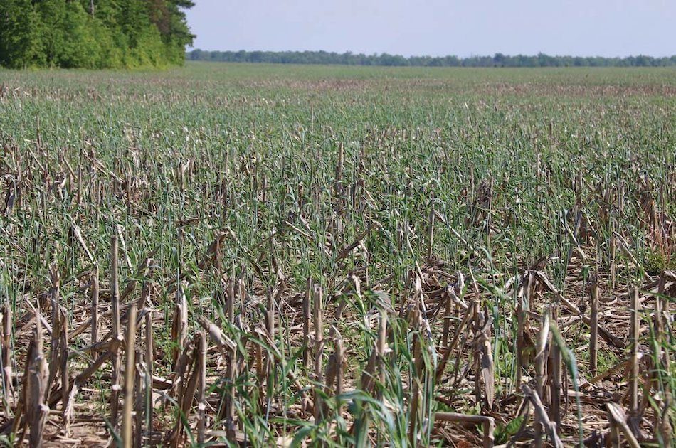Canadian Cover Crop Research Compares Crop Rotation With and Without Covers