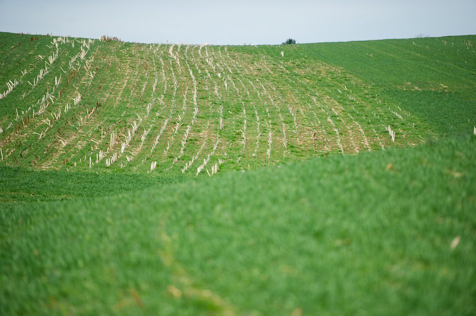 Prevent Nitrogen Loss with Cover Crops | 2020-01-20