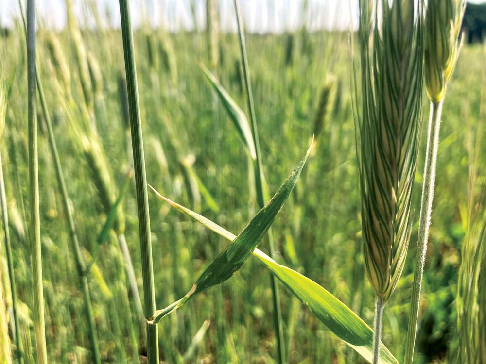 Seeding Rye? You may Already be Too Late.