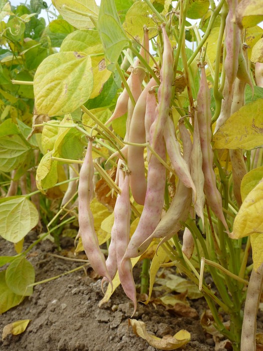 Organic Gardening Guide: Growing Dry Beans At Home As a Sustainable ...