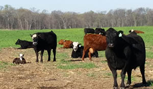 Northeast Iowa Field Days Demonstrate Grazing Winter Annuals