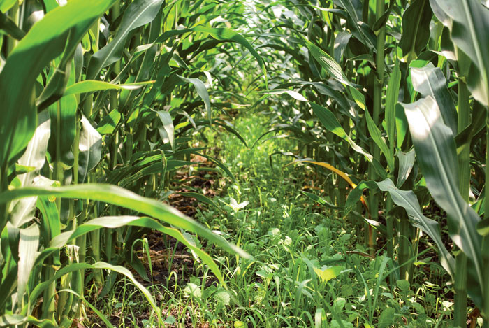 Cover Crops Fuel Minnesota Dairy’s High Milk Production