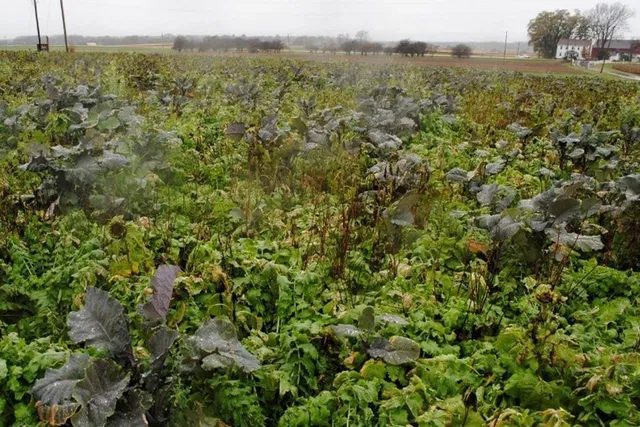 Recommended Fall Cover Crop Seeding Dates in Mid-Atlantic