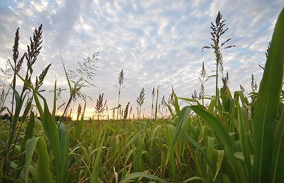 Scientists Identify Cover Crops That Keep Nitrogen in Soil