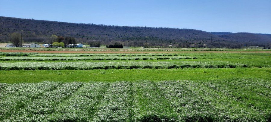 Differences between Cereal Rye and Ryegrass for Cover Crops