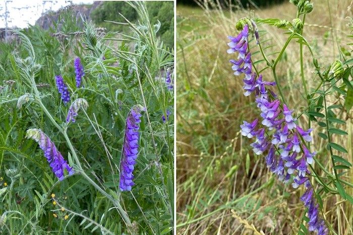 New 'Vinter' Variety of Hairy Vetch Released