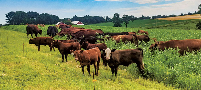 Raising Cattle to Feed Grain