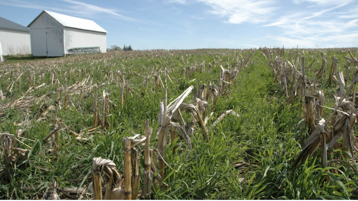 6 Tips for Successfully Interseeding Cover Crops into Corn
