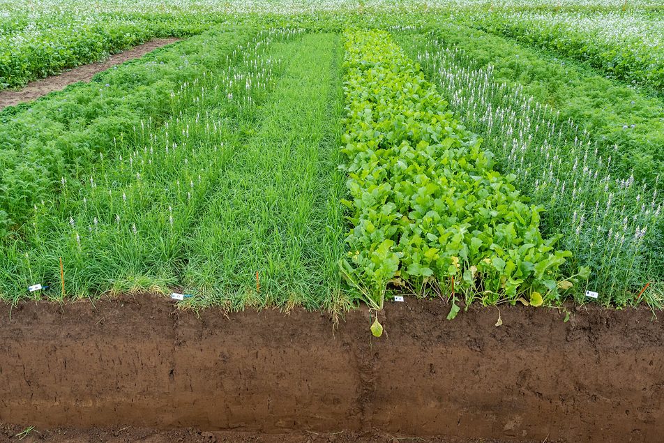 Study on Cover Crop Mixtures Delivers Surprising Results