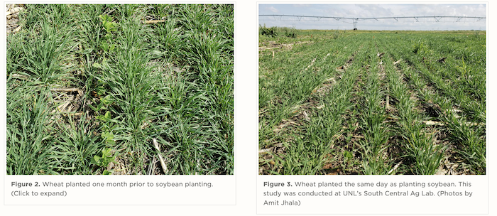 Potential Impacts of Different Herbicides When Interseeding Cover Crops