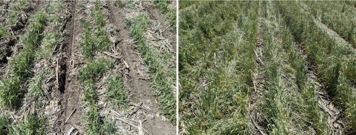 Comparing the Tradeoffs of Cover Crop Termination Methods