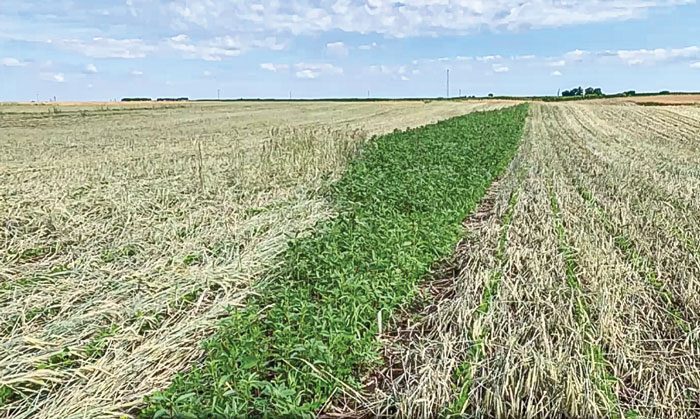 Cover Crops, Soil Balancing Contribute to Successful Farm Management