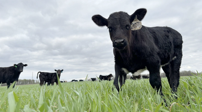 Switching Up Cover Crop Routine Proves Beneficial
