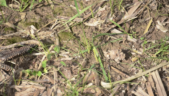 Troubleshooting Poor Cover Crop Stands