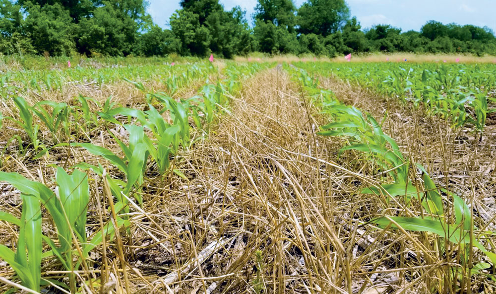Cover Crops Cut Nitrate Loss, Keep More P and K in the Field