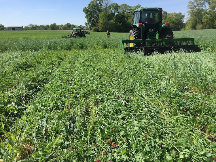 Minnesota Report Reveals Preliminary Data on Cover Crop Economics