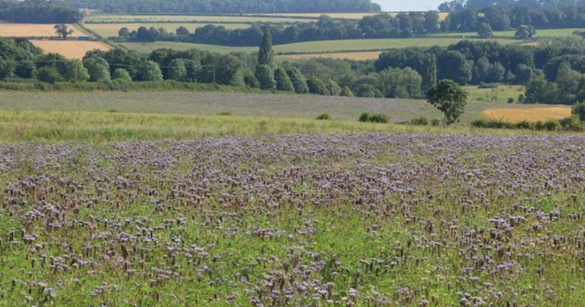 How Cover Crops Can Help Recharge Soils